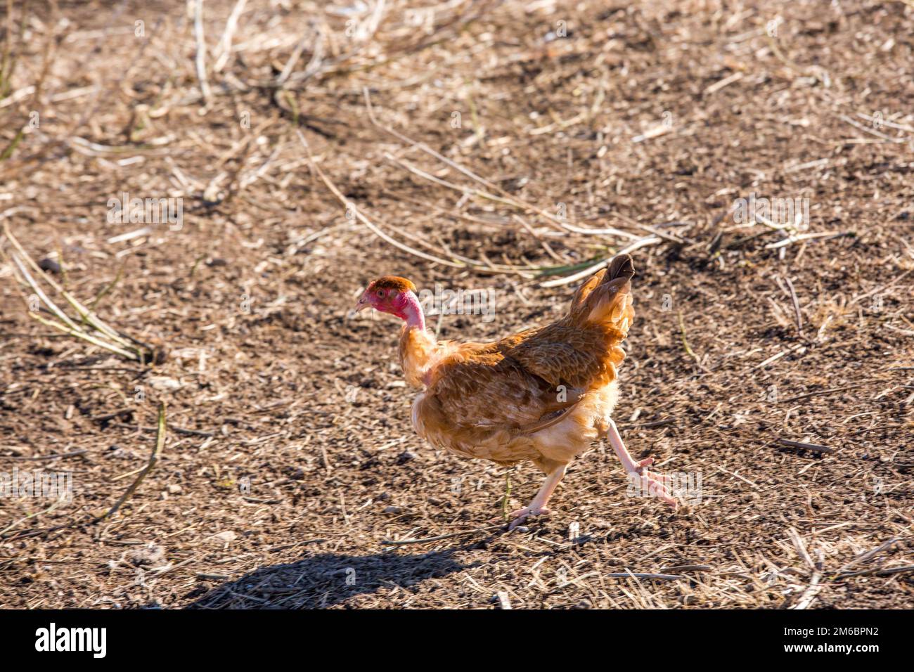 Closeup on chicken running freely in a lush green paddock Stock Photo ...