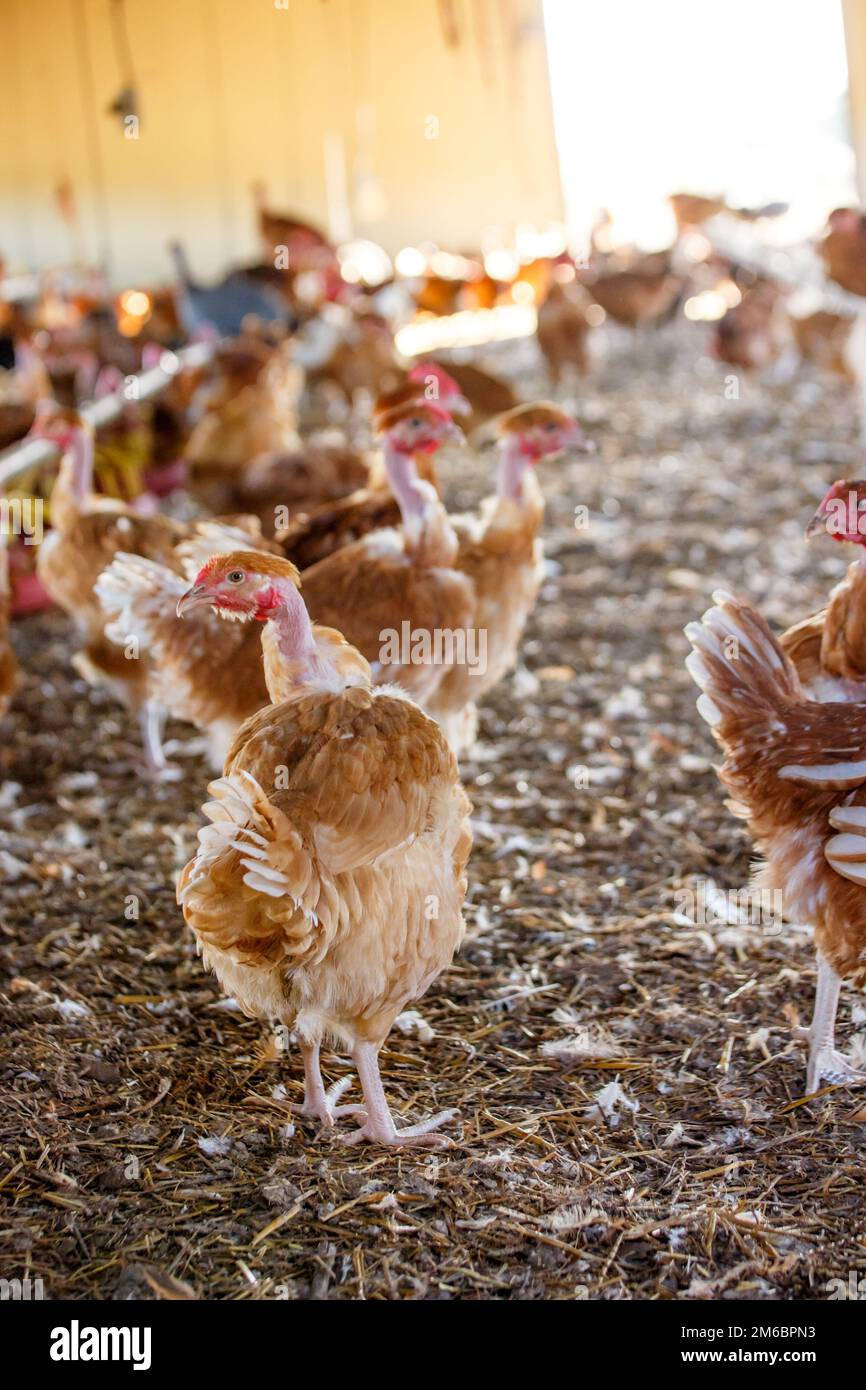Poultry breeding farm eggs hi-res stock photography and images - Alamy