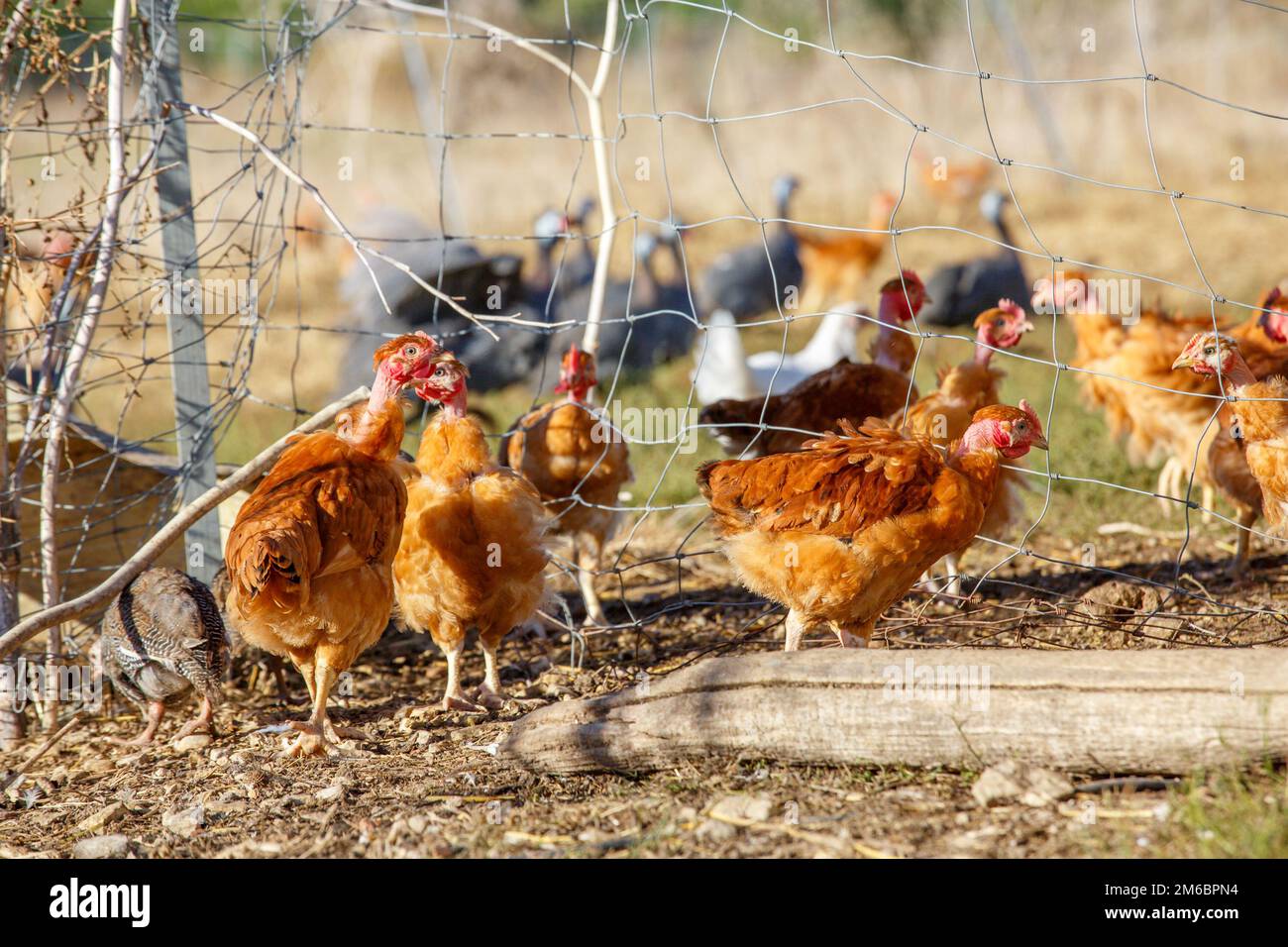 Flock of chickens roam freely in a lush green paddock of an organic ...