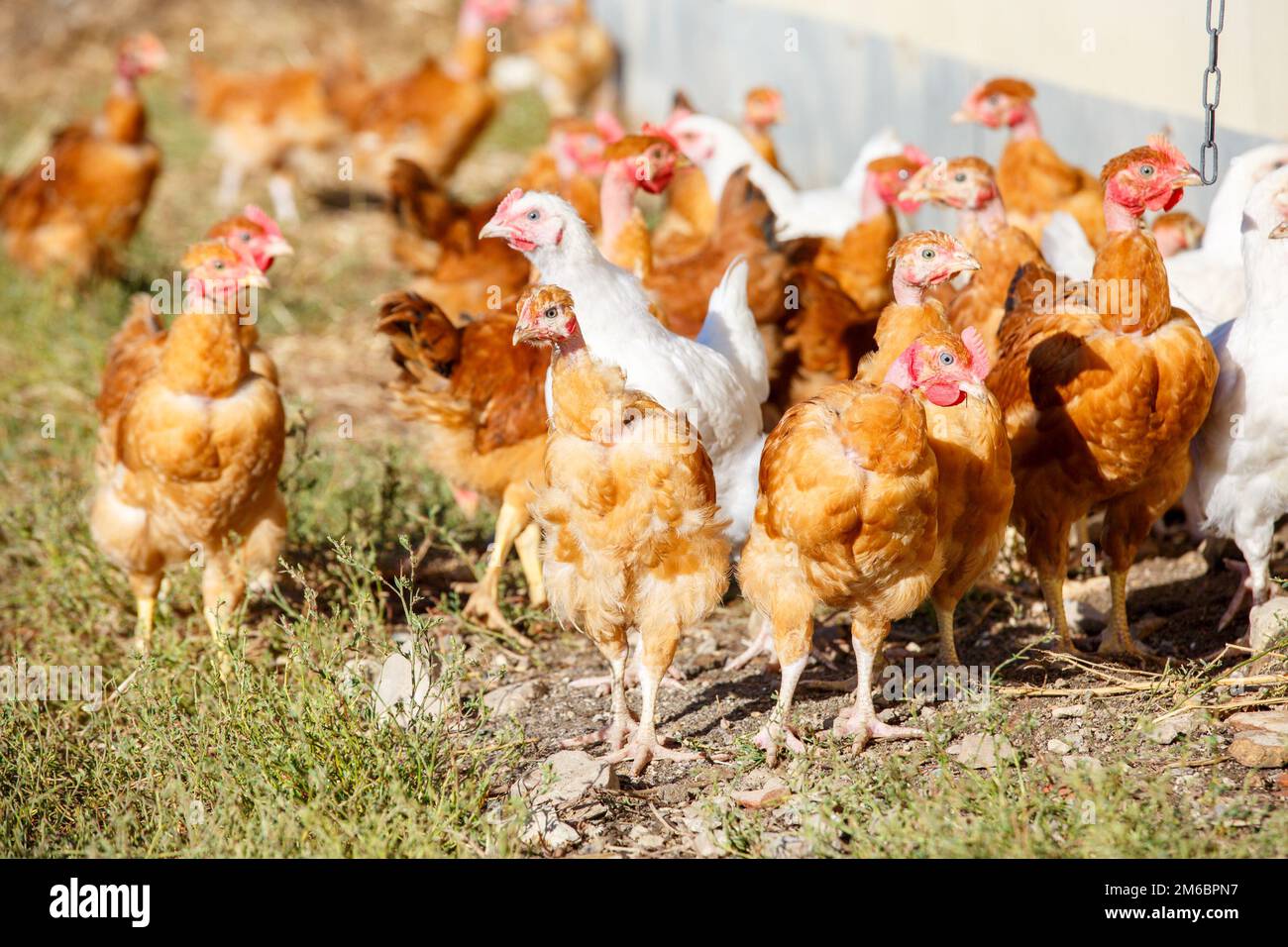 Watching flock brown chickens farm hi-res stock photography and images ...