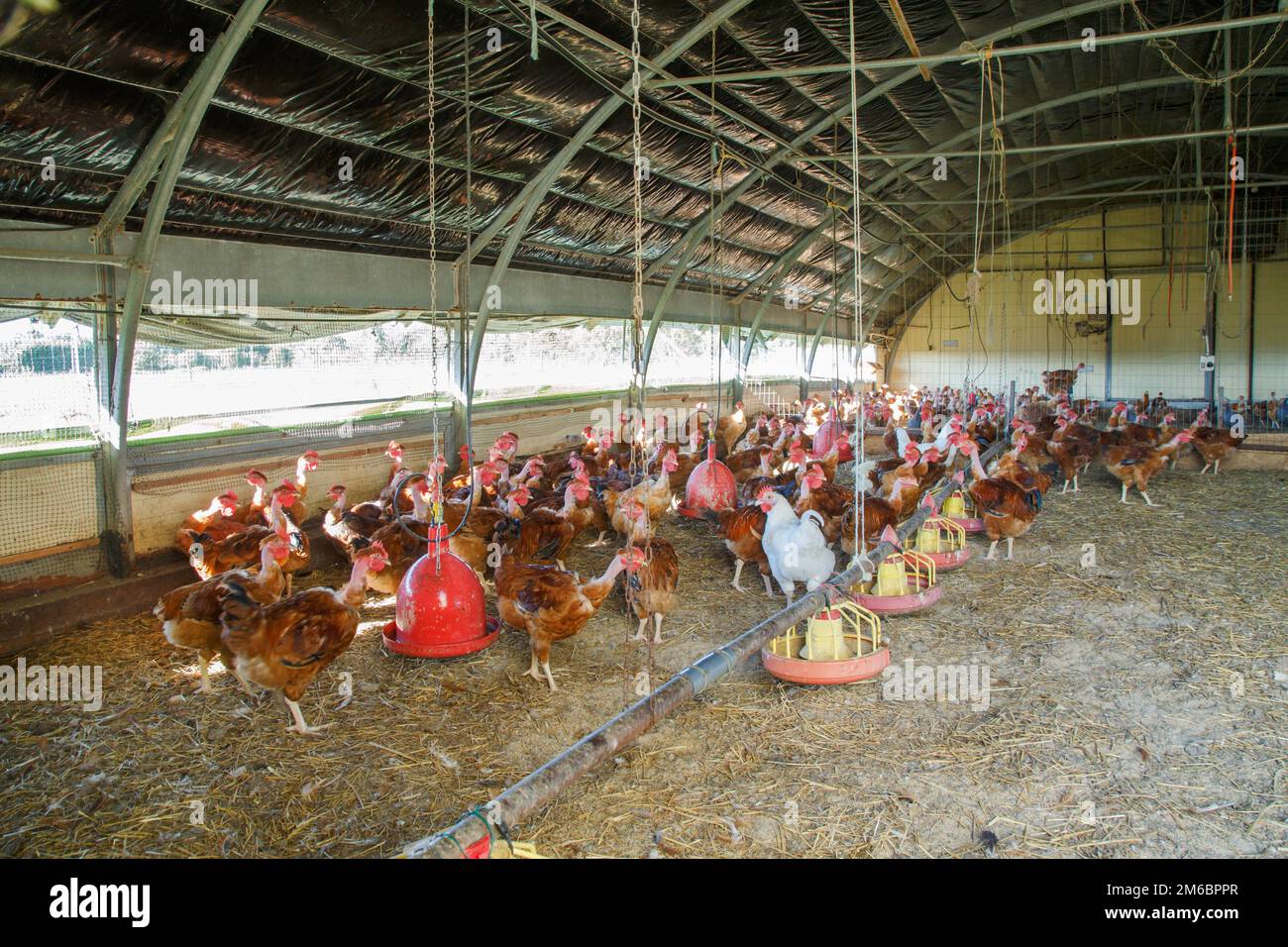 Organic capon chicken breeding in their shelters Stock Photo - Alamy