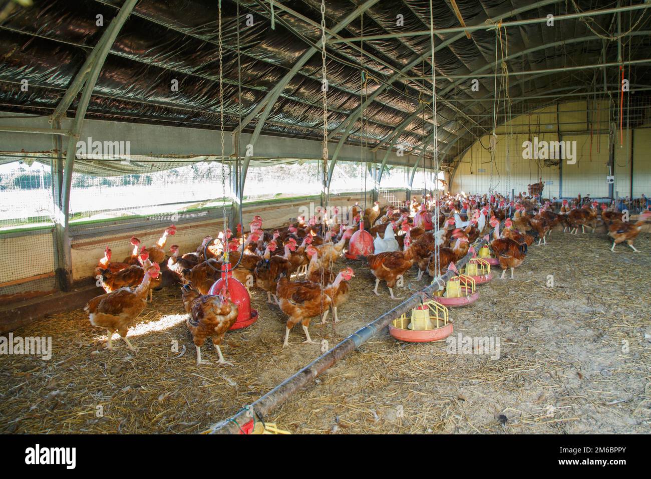 Organic capon chicken breeding in their shelters Stock Photo - Alamy
