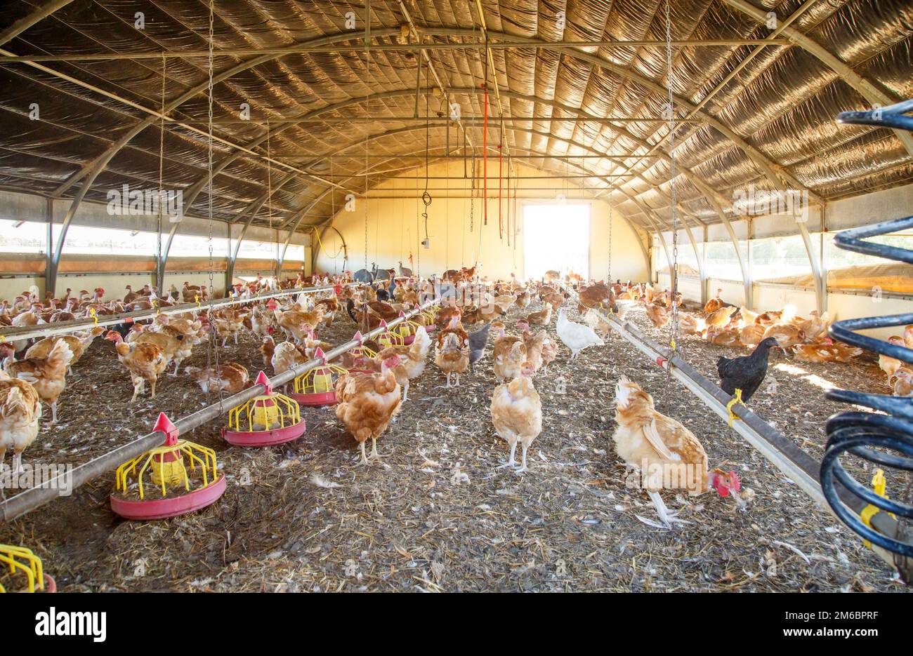 Organic chicken breeding in their shelters Stock Photo - Alamy