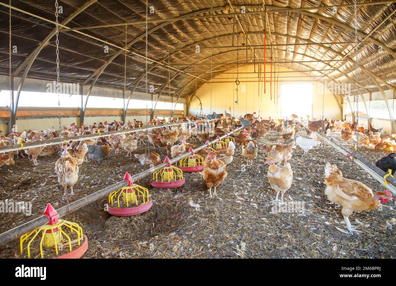 Breeding house hi-res stock photography and images - Alamy
