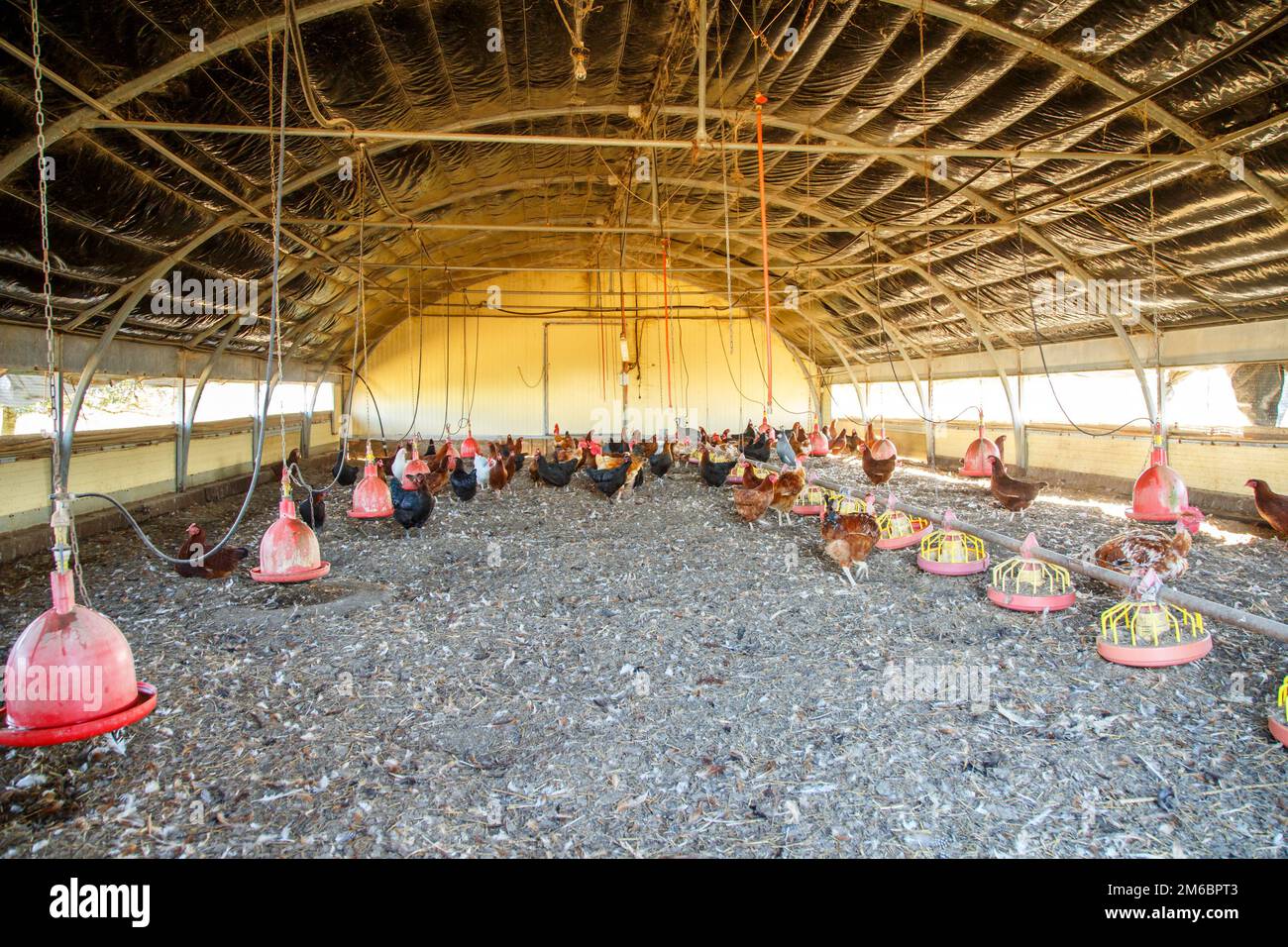 Organic chicken breeding in their shelters Stock Photo - Alamy