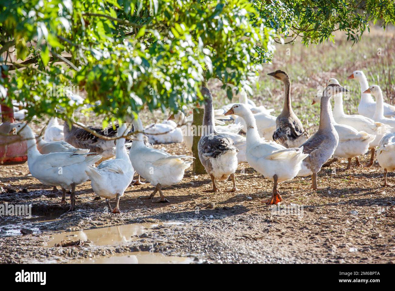 Flock of duck roam freely in a lush green paddock of an organic ...