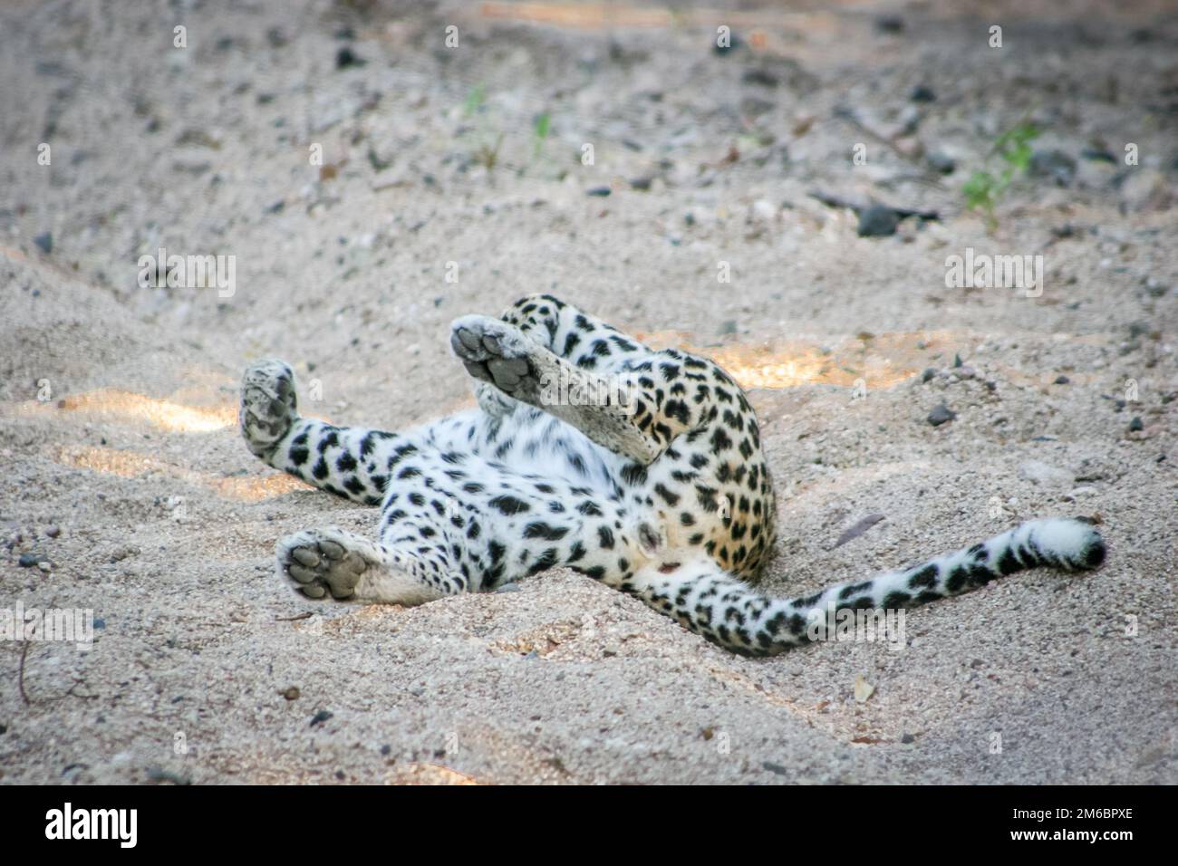 Leopard rolling hi-res stock photography and images - Alamy