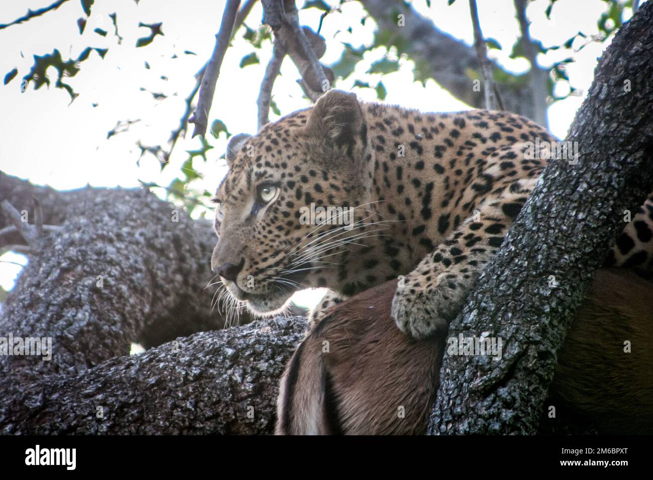 Kruger national park leopard impala hi-res stock photography and images ...