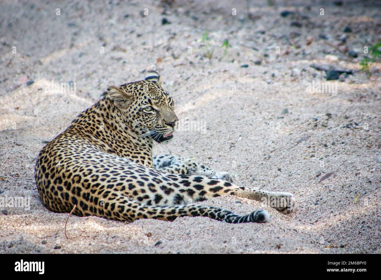 Leopard laying in the sand Stock Photo - Alamy
