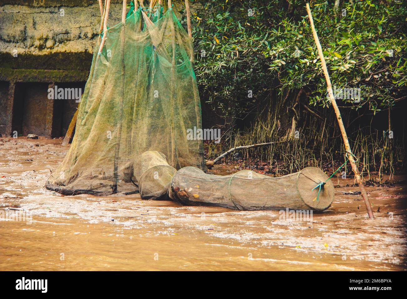Fishing with a fyke during low tide in vietnam, mekong delta Stock ...
