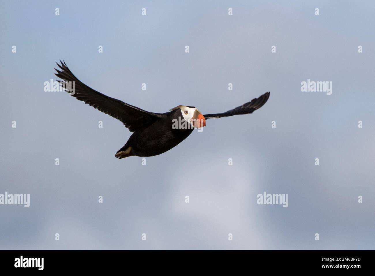 Tufted puffin fratercula cirrhata flying hi-res stock photography and ...