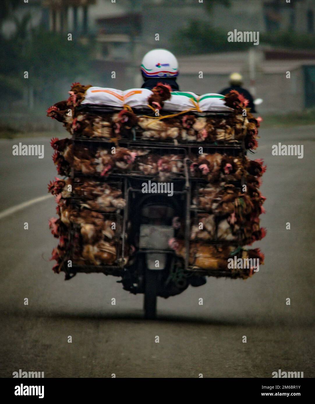 Transportation of alive chicken on a motorbike in vietnam asia Stock ...