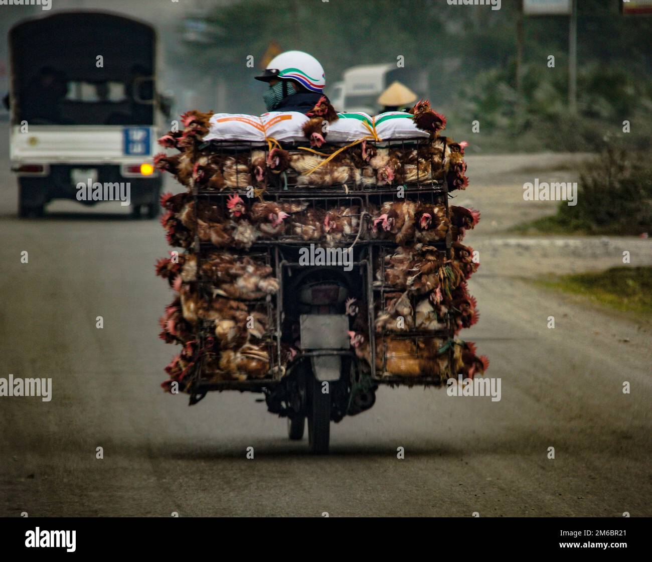 Transportation of alive chicken on a motorbike in vietnam asia Stock ...