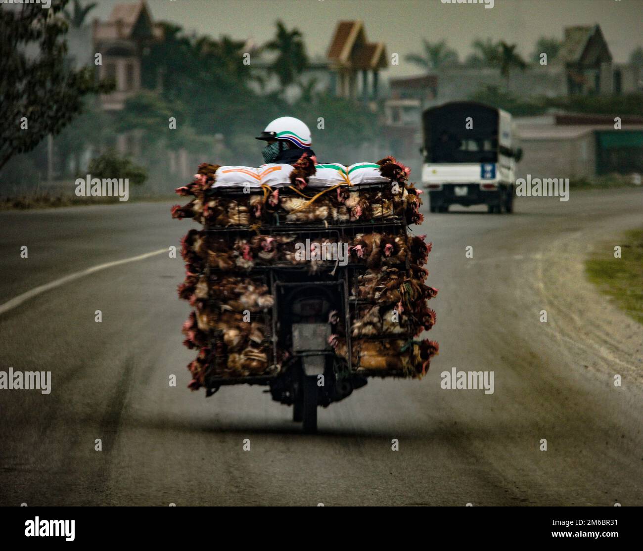 Transportation of alive chicken on a motorbike in vietnam asia Stock ...