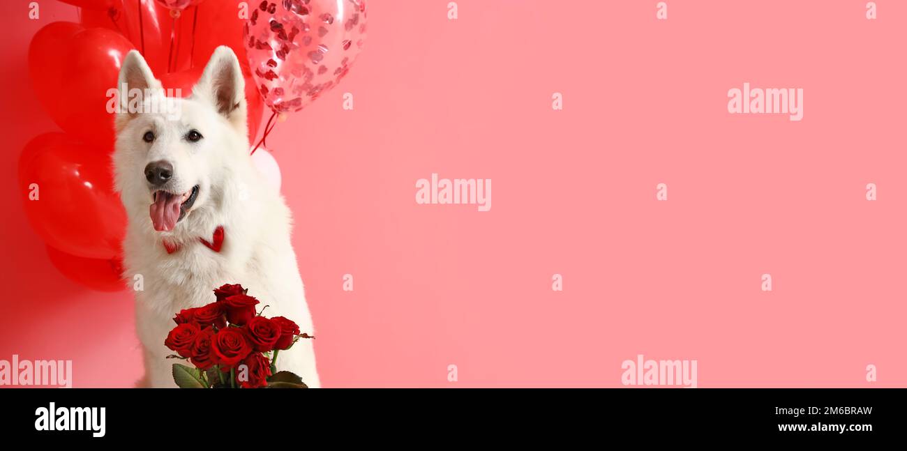 White dog with roses and balloons on pink background with space for ...