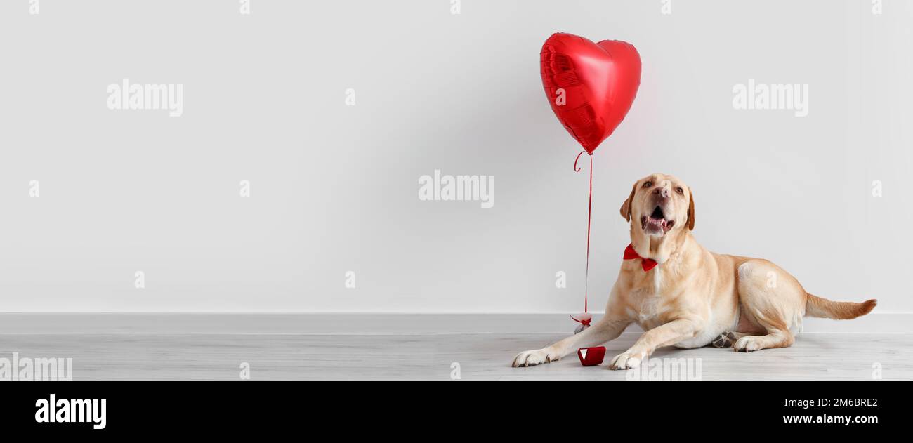 Cute Labrador dog with engagement ring and balloon lying near light ...