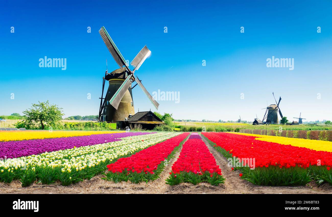 Dutch wind mills Stock Photo - Alamy