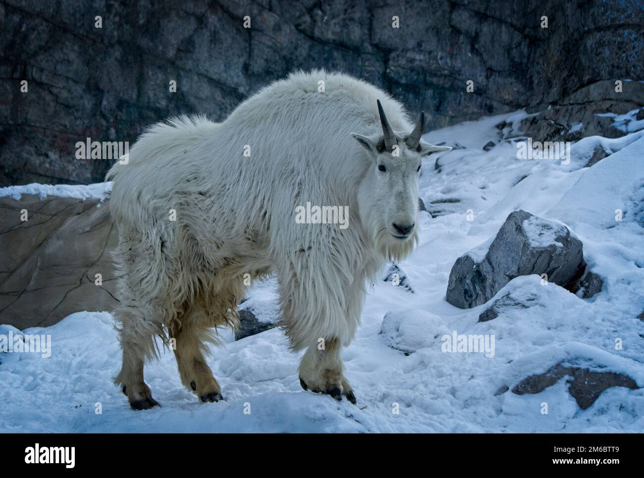 Rocky Mountain Goat Calgary Zoo Alberta Stock Photo - Alamy