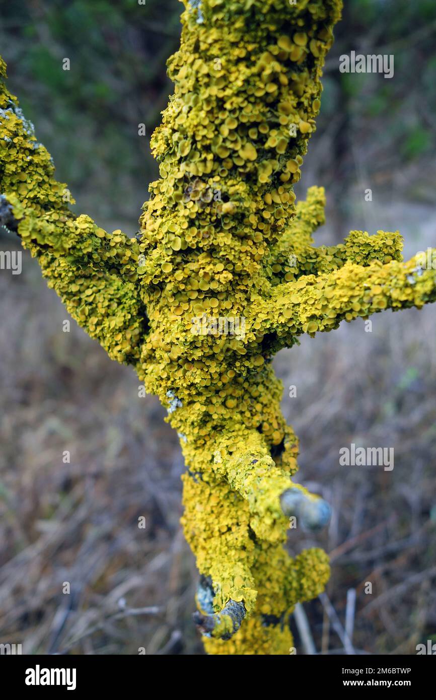 Rash tree hi-res stock photography and images - Alamy
