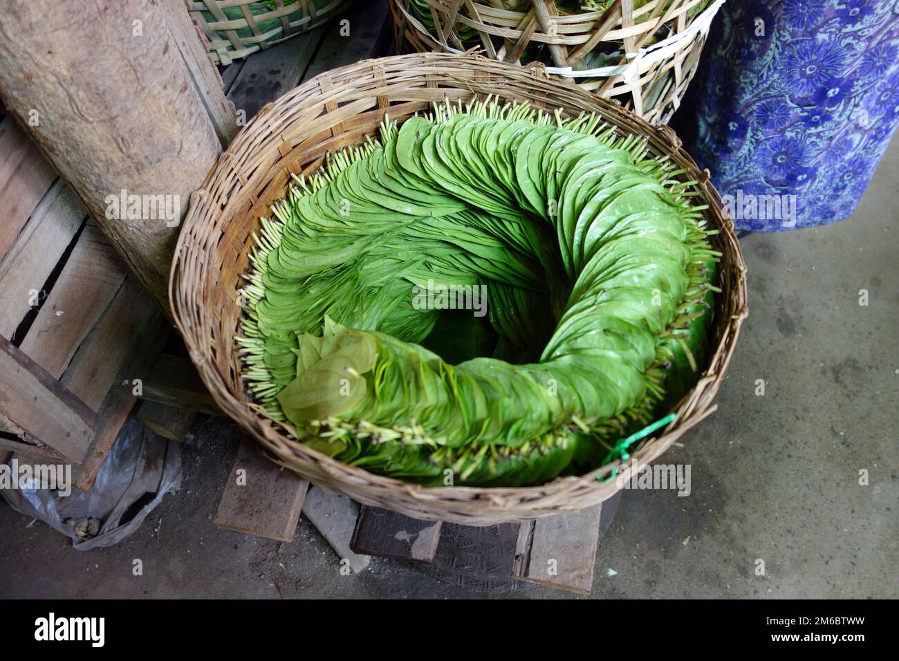 Betel leaves, Myanmar Stock Photo - Alamy