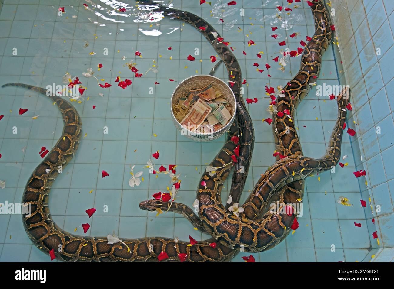 Snakes of south east asia hi-res stock photography and images - Alamy