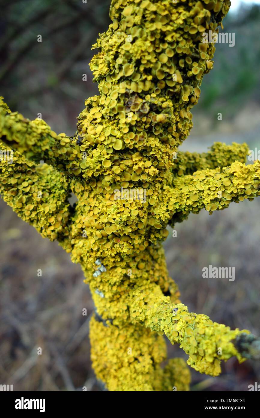 Brown scale lichen hi-res stock photography and images - Alamy
