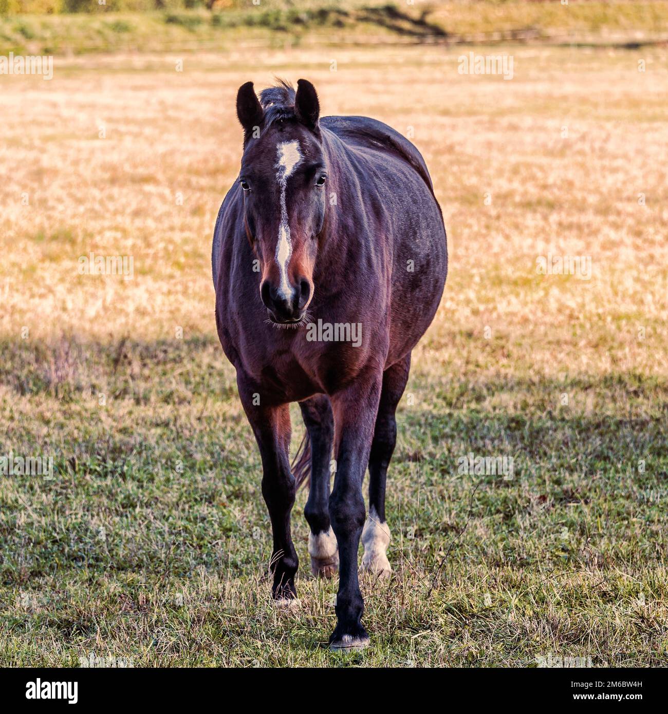Powerful horse hi-res stock photography and images - Alamy