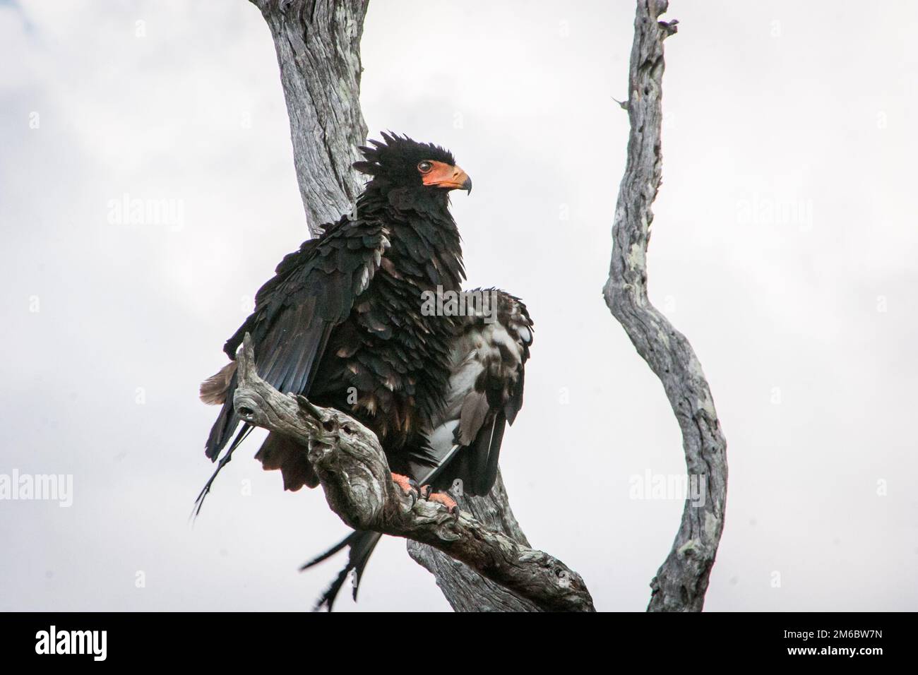 Bateleur eagle stretching his wings in a tree Stock Photo - Alamy