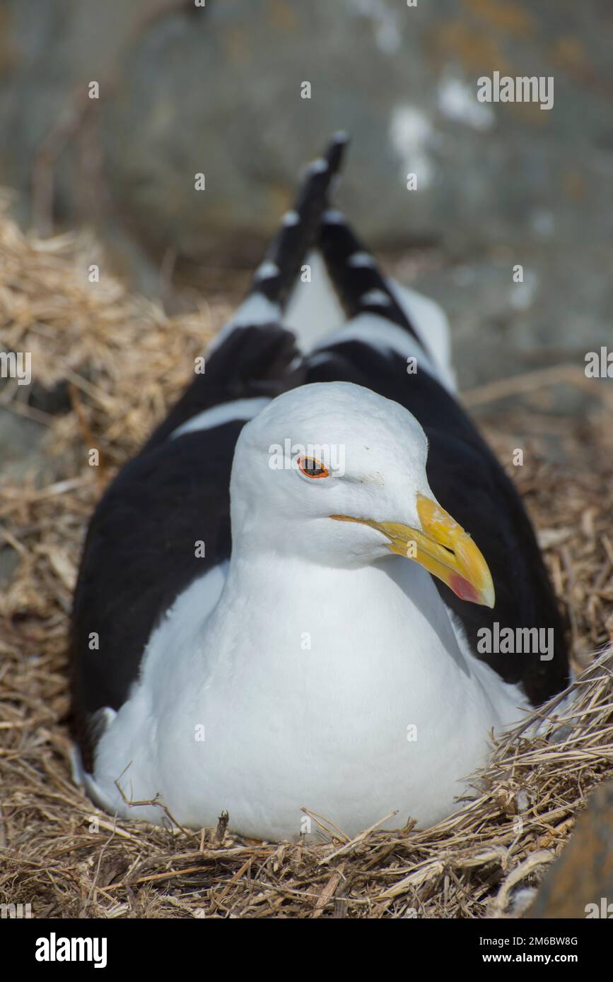 Nest on the rocks hi-res stock photography and images - Alamy