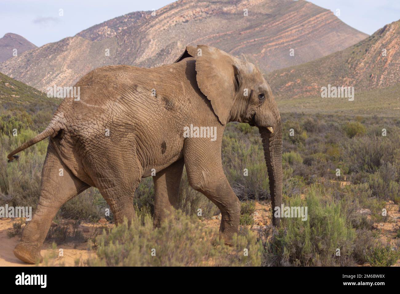 Elephant in the wild taking walk Stock Photo - Alamy