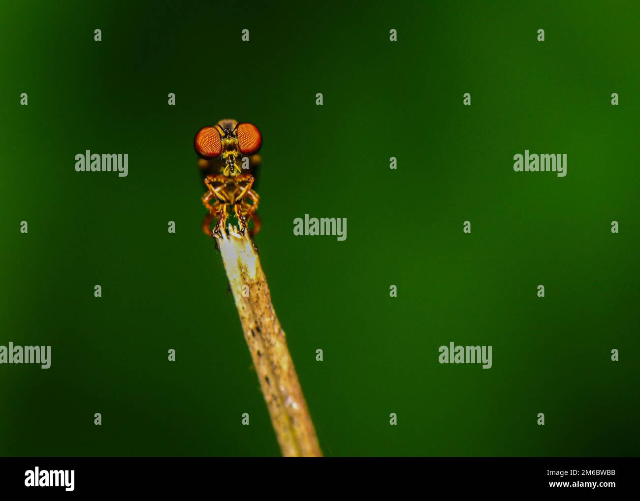 Robber fly asilidae with prey hi-res stock photography and images - Alamy
