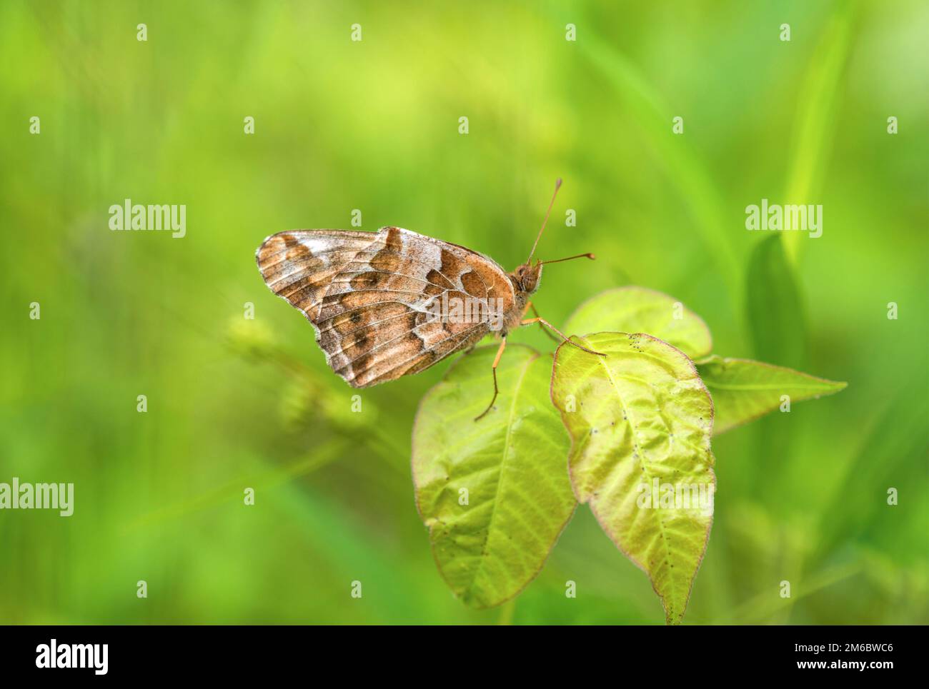 Variegated Fritillary (Euptoieta claudia Stock Photo - Alamy