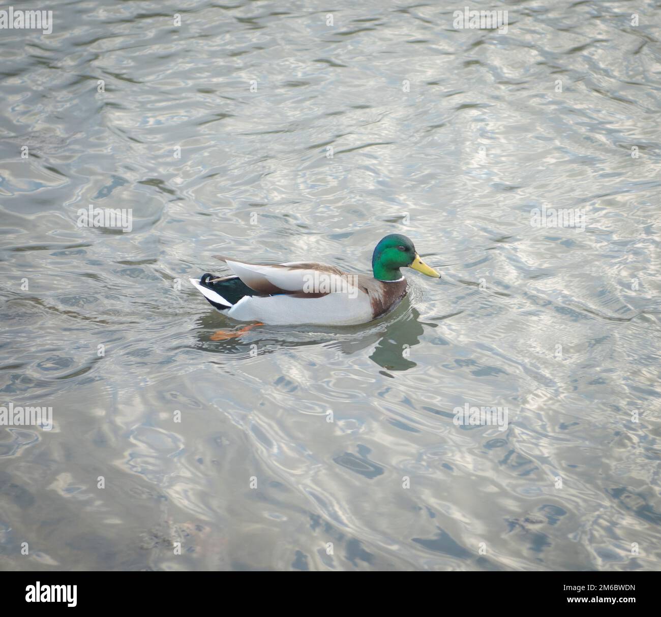 Mallard Duck Colourful isolated on water Stock Photo - Alamy