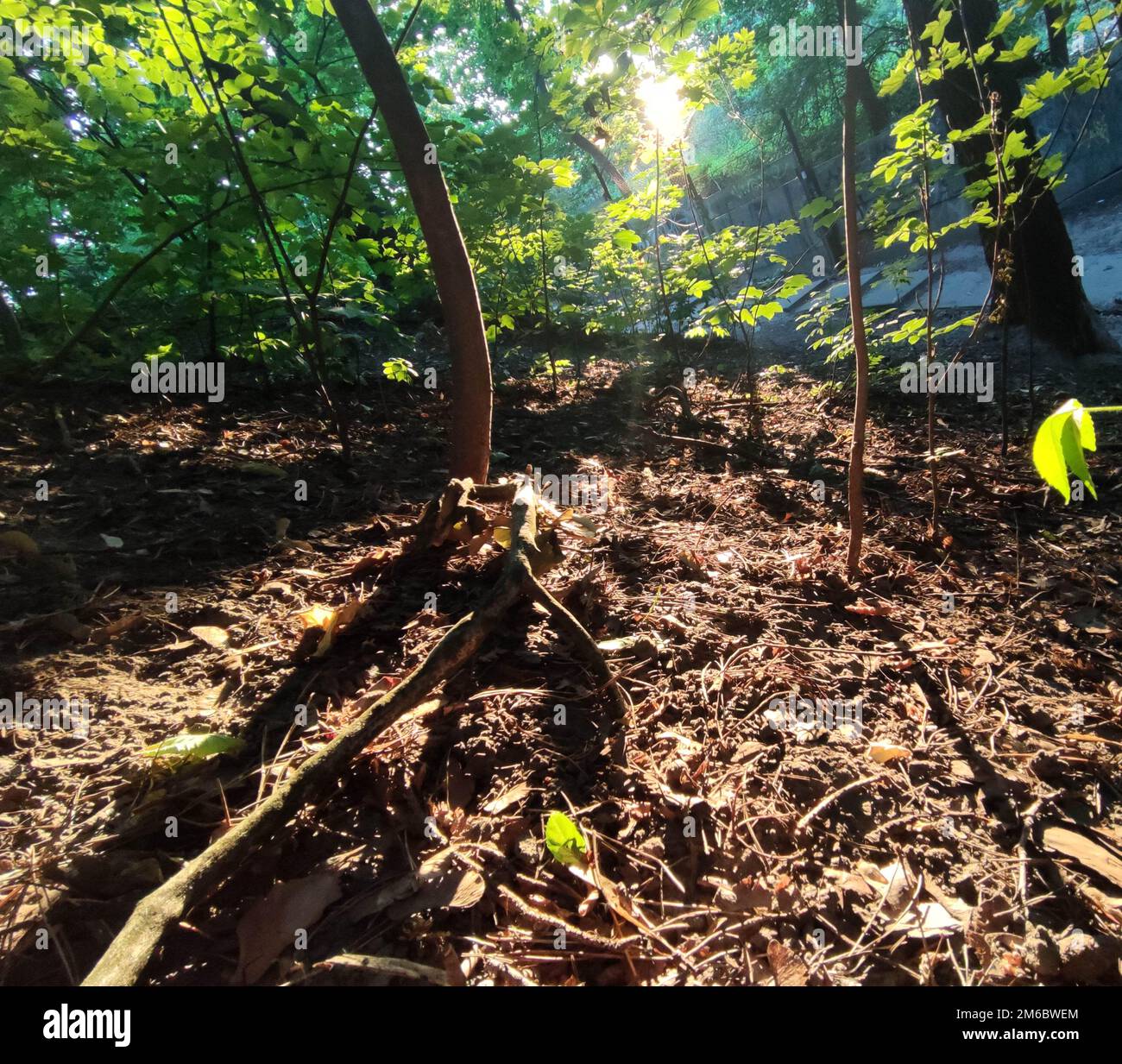 Green forest background. Nature and sun beams wallpaper. Eco ...