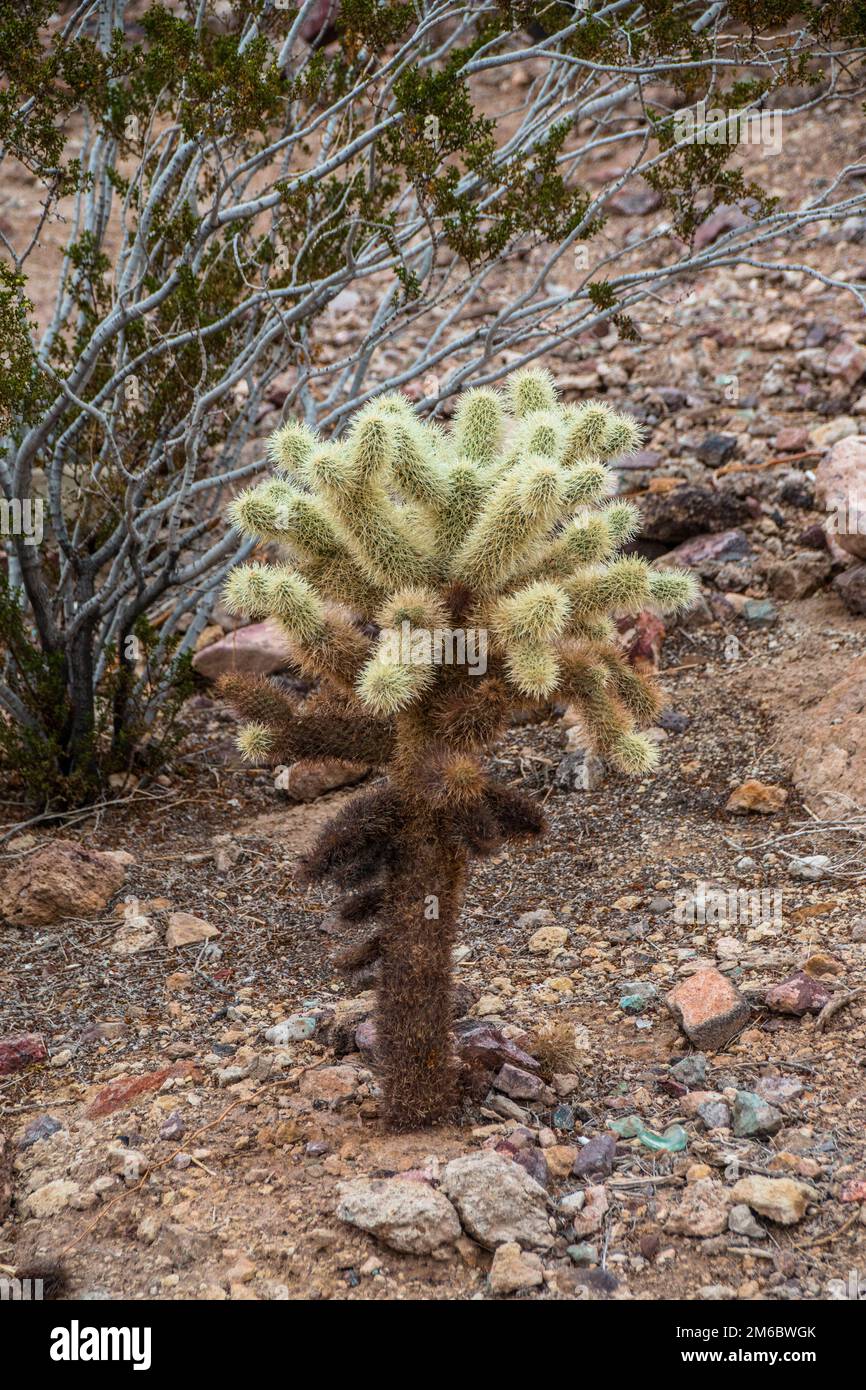 Teddy Bear Cholla in the Mojave Desert in San Bernardino County, USA ...