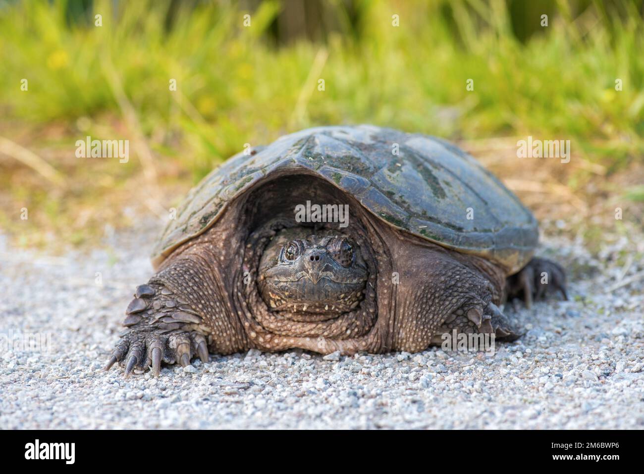 Common snapping Turtle Stock Photo - Alamy