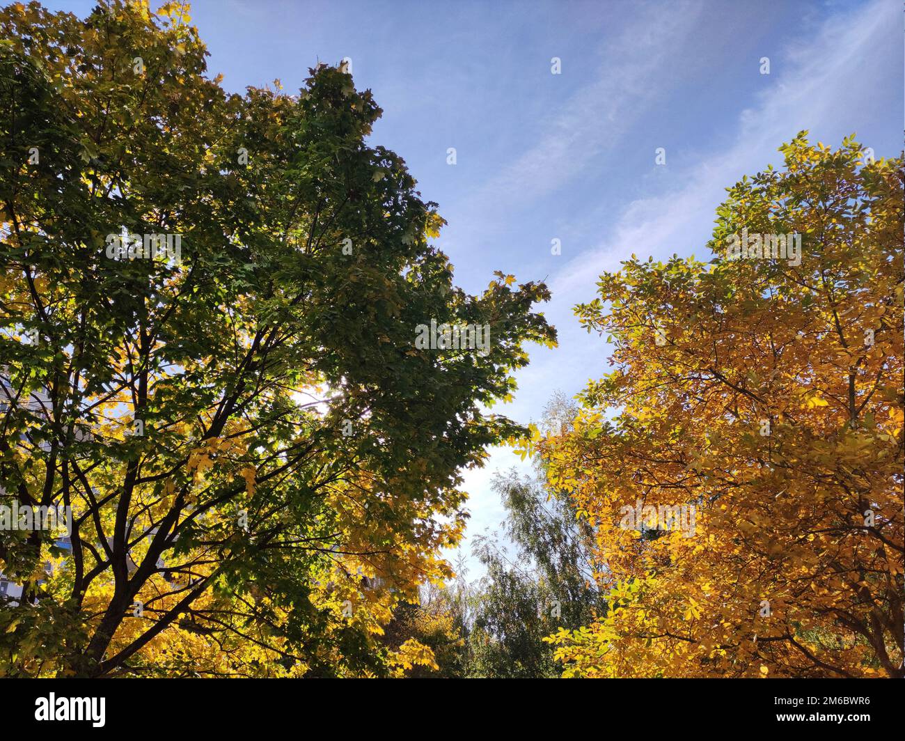 Bright trees hi-res stock photography and images - Alamy