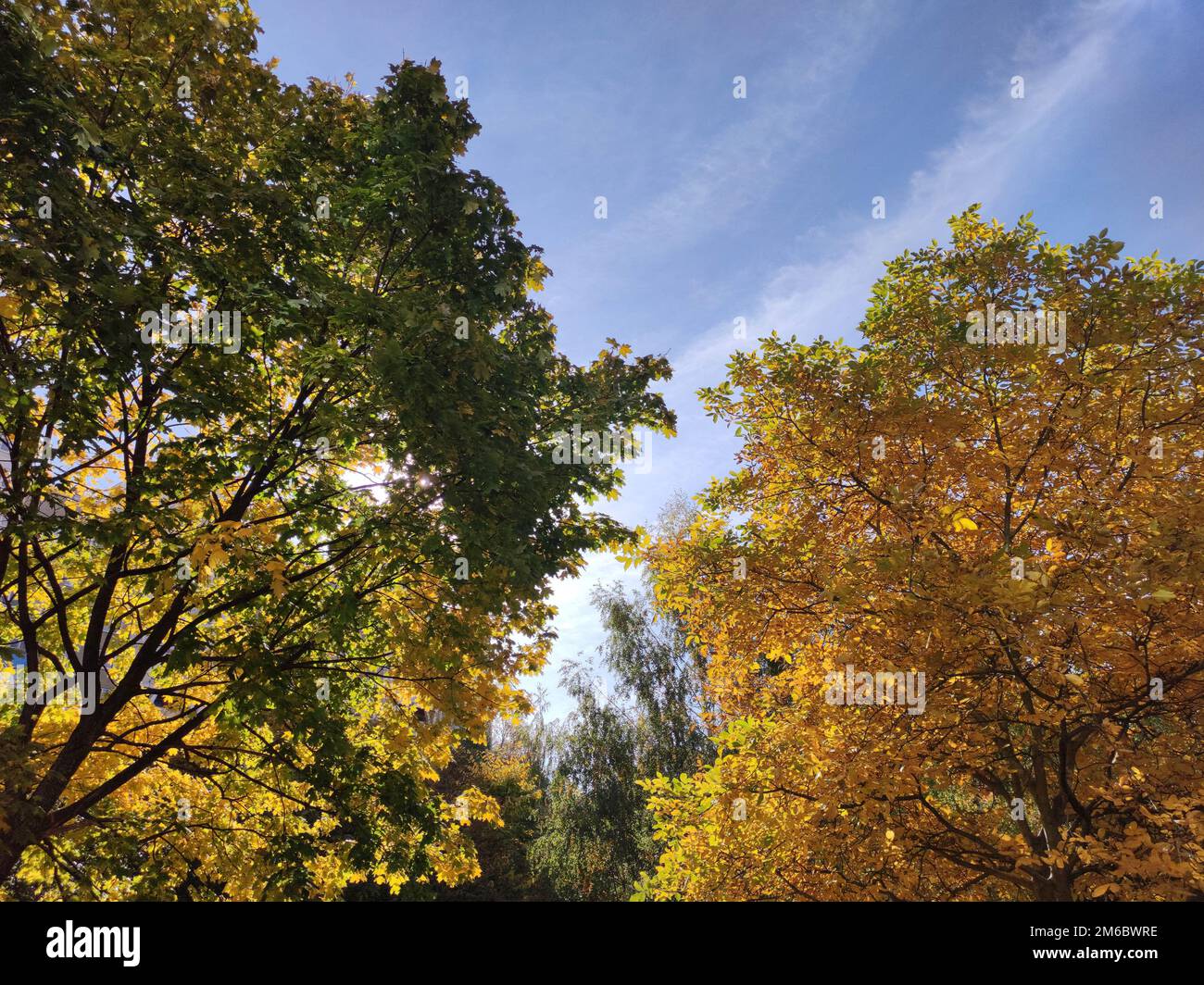 Autumn forest and the blue sky background. Bright trees in the fall ...