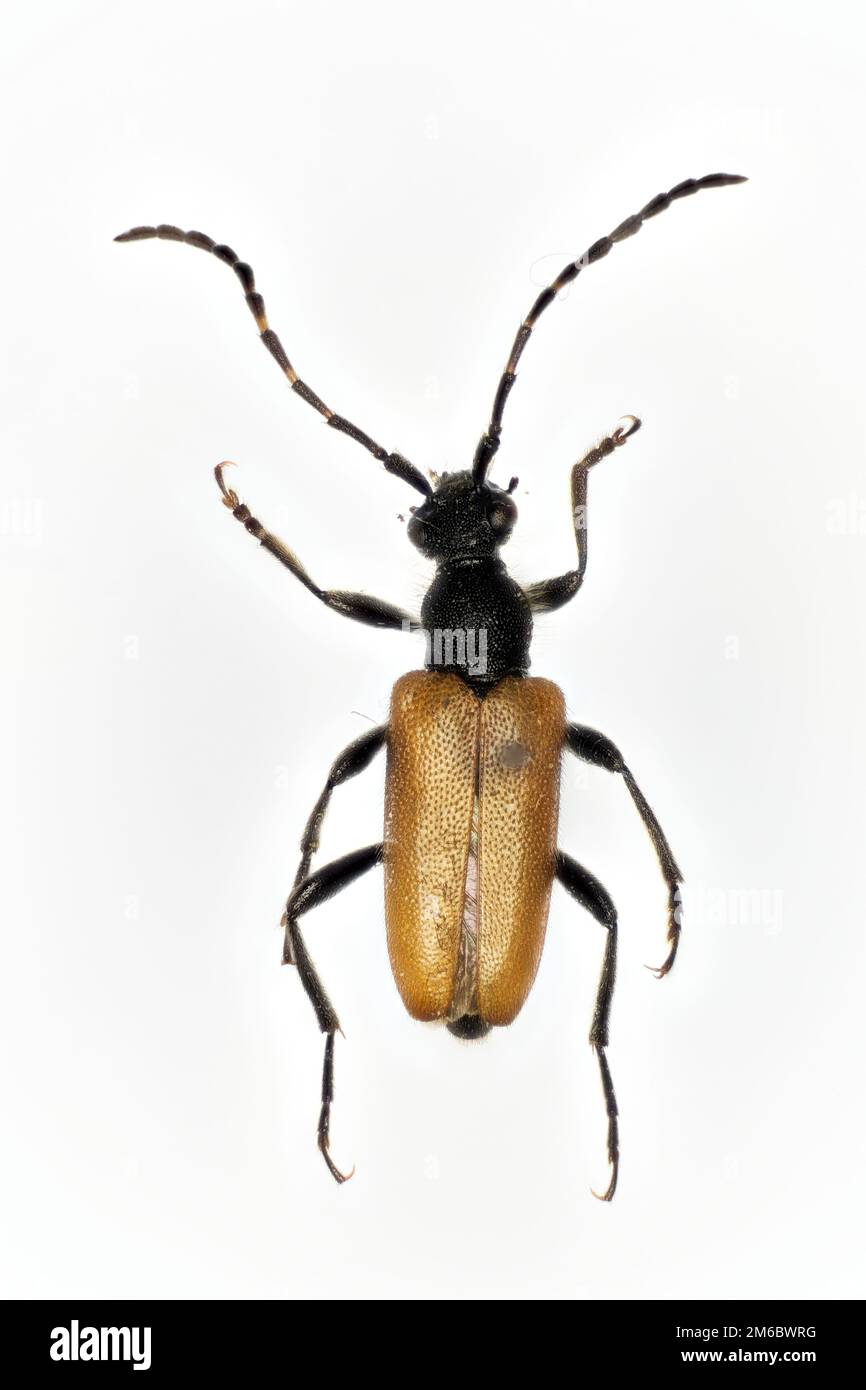 Flower longhorn beetle (Stenurella melanura) is a species of beetles ...