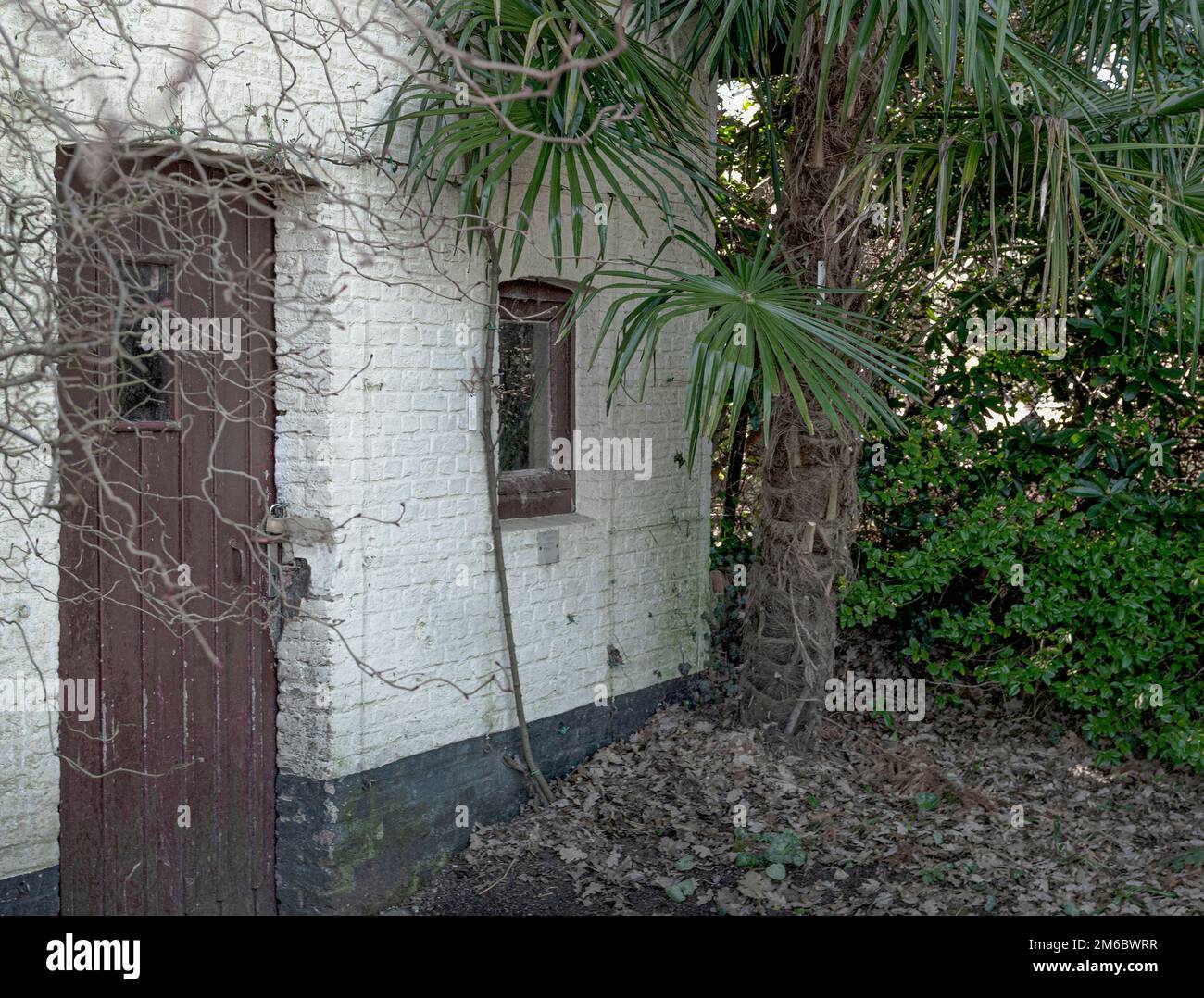 Old closed house with a palm tree at the entrance Stock Photo - Alamy