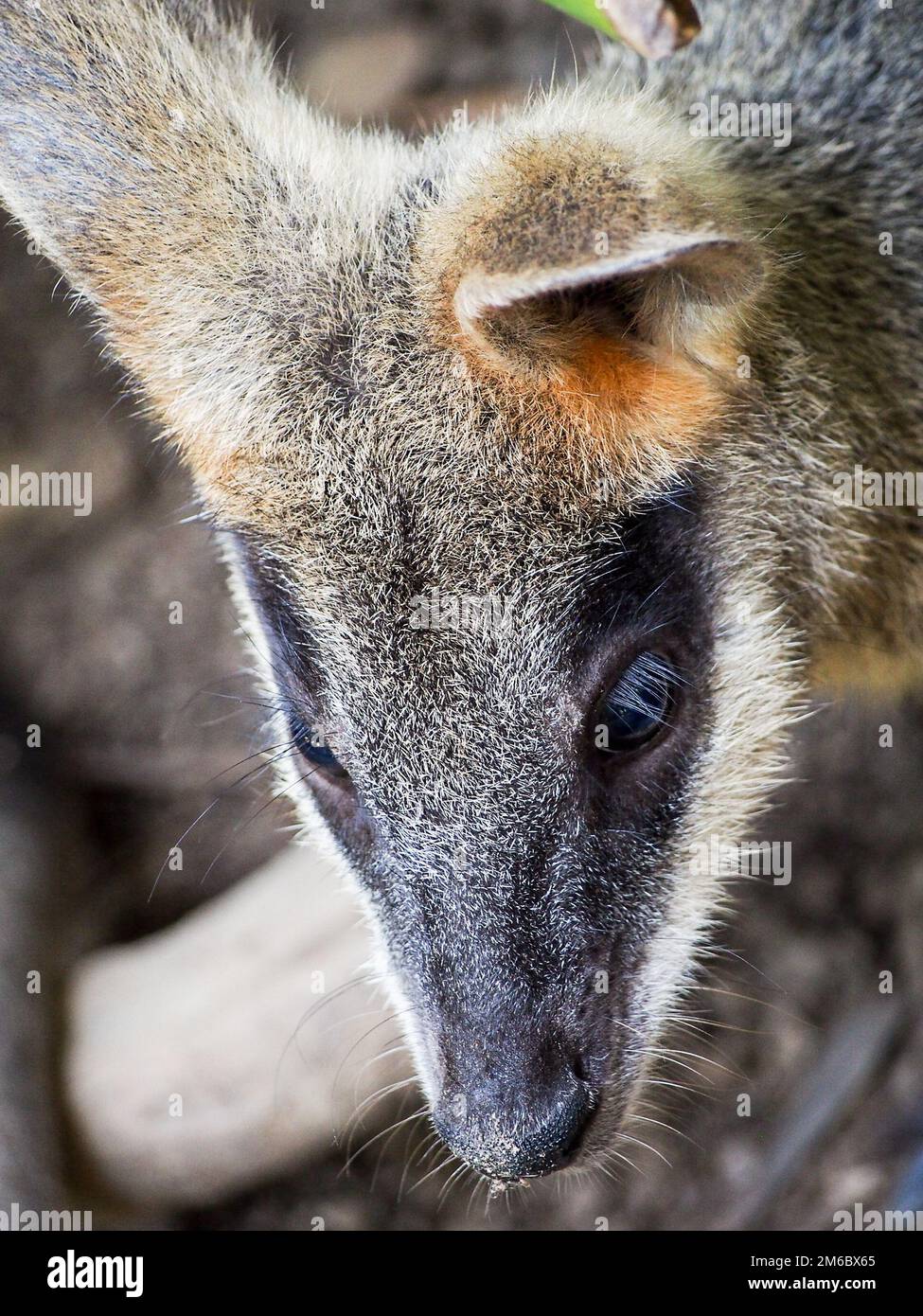 Face ears hi-res stock photography and images - Alamy