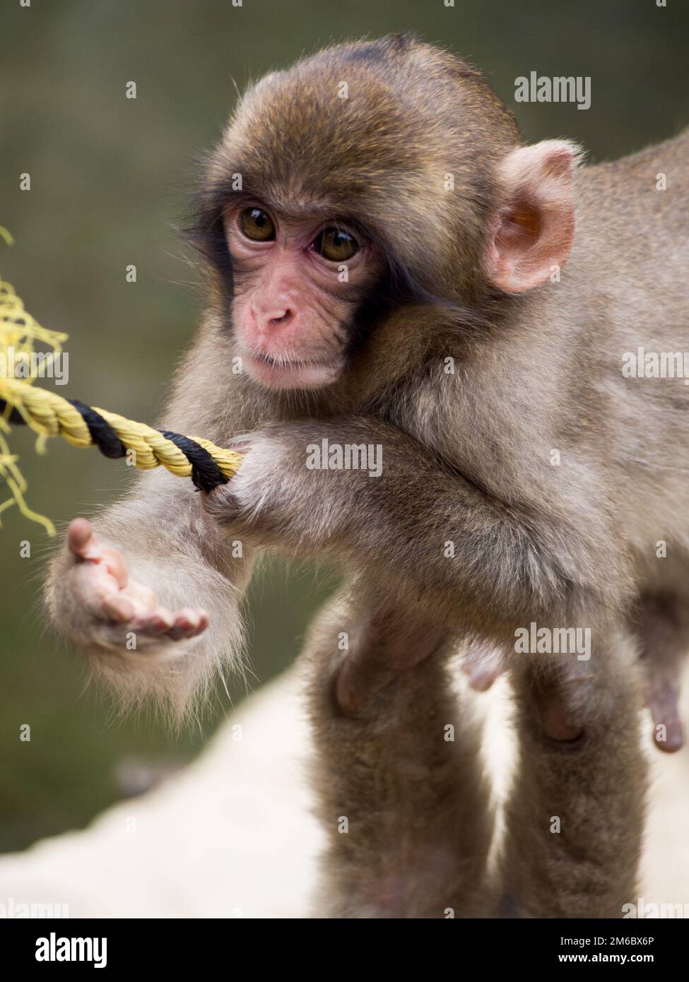 Young Japanese Macaque Playing Stock Photo - Alamy