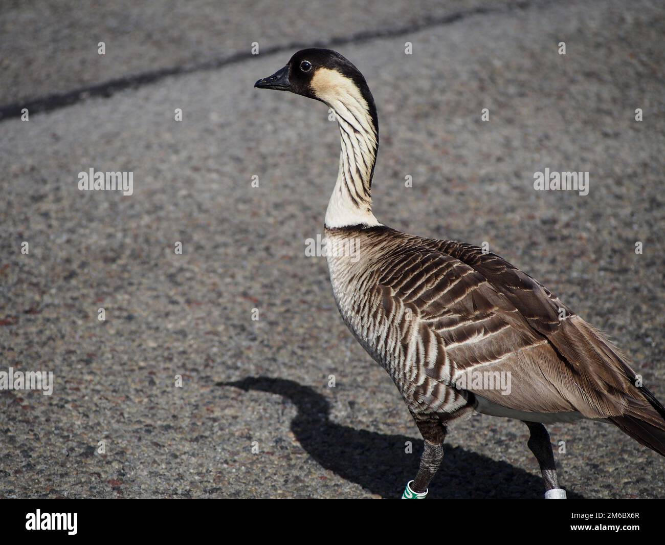 Nene Goose Clipart Cute