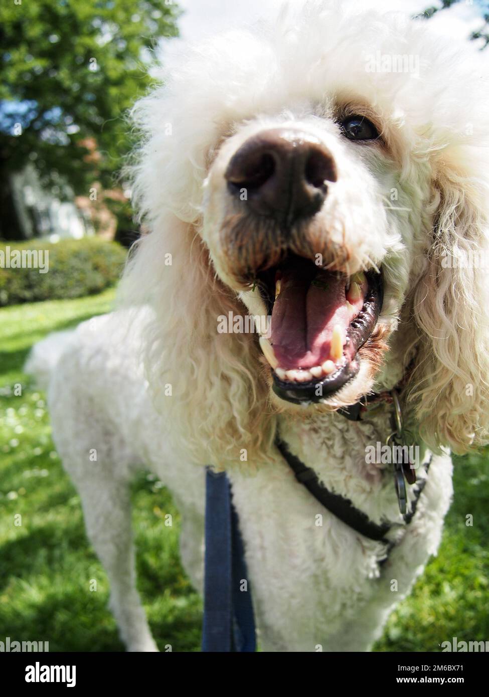 White Standard Poodle Outside Stock Photo - Alamy