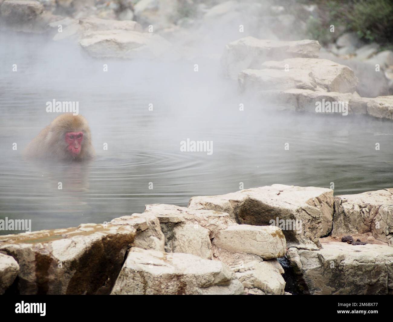 Japanese Macaques or Snow Monkeys in Hot Spring Stock Photo - Alamy