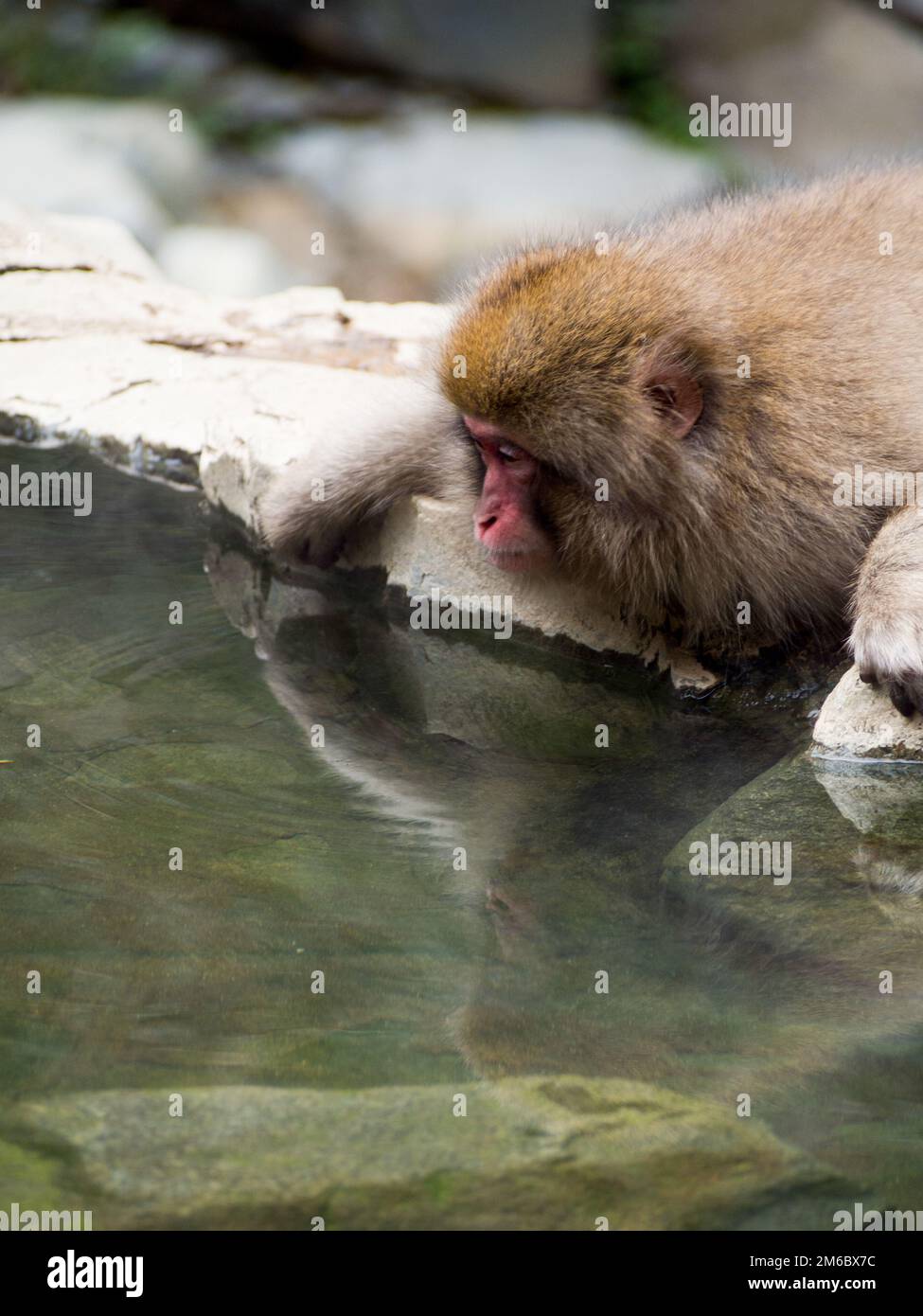 Japanese Macaque or Snow Monkey Stock Photo - Alamy