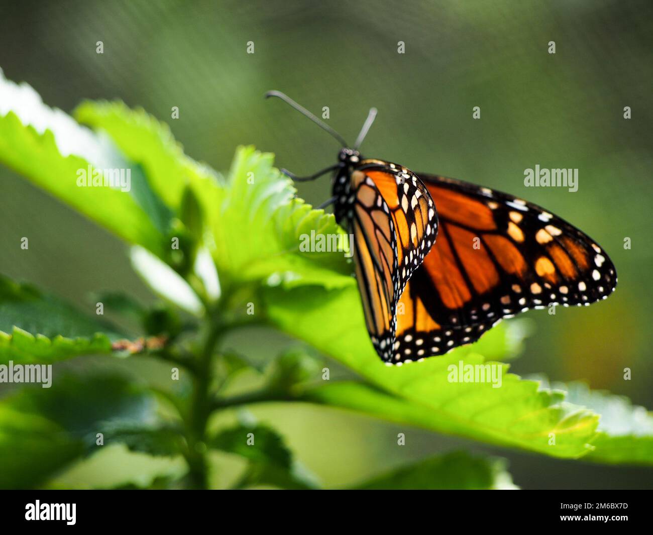 Monarch Butterfly on Leaf Stock Photo - Alamy