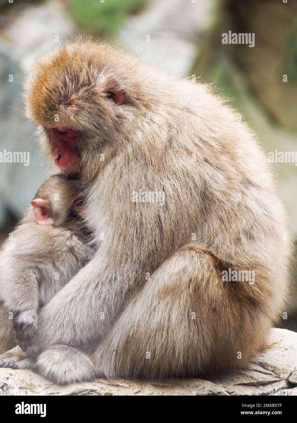 Mother and Child Snow Monkey Stock Photo - Alamy