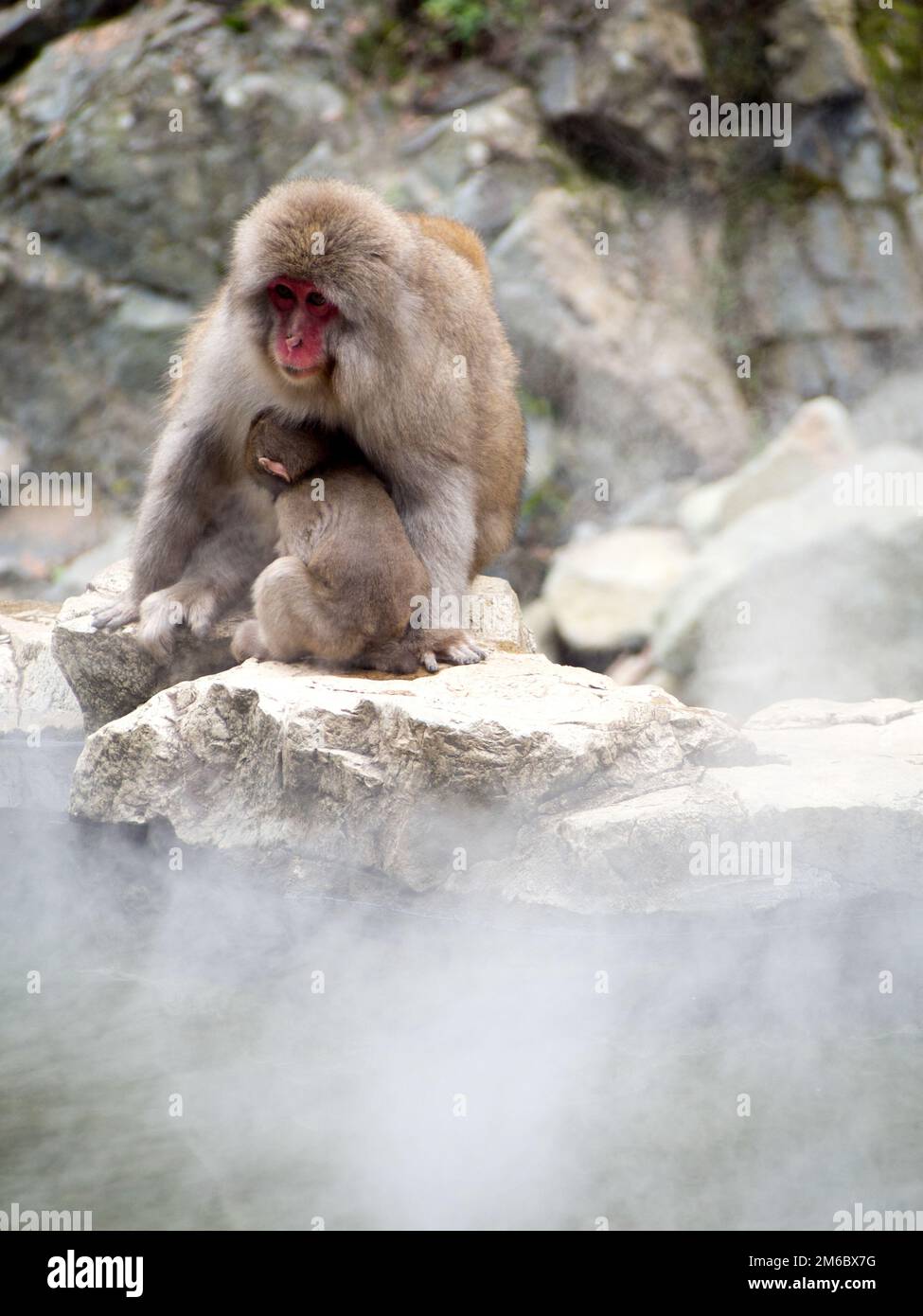 Japanese Macaque or Snow Monkey Stock Photo - Alamy