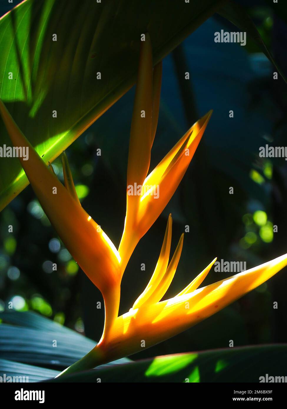 Yellow Tropical Bird of Paradise Flower in Jungle Habitat Stock Photo ...